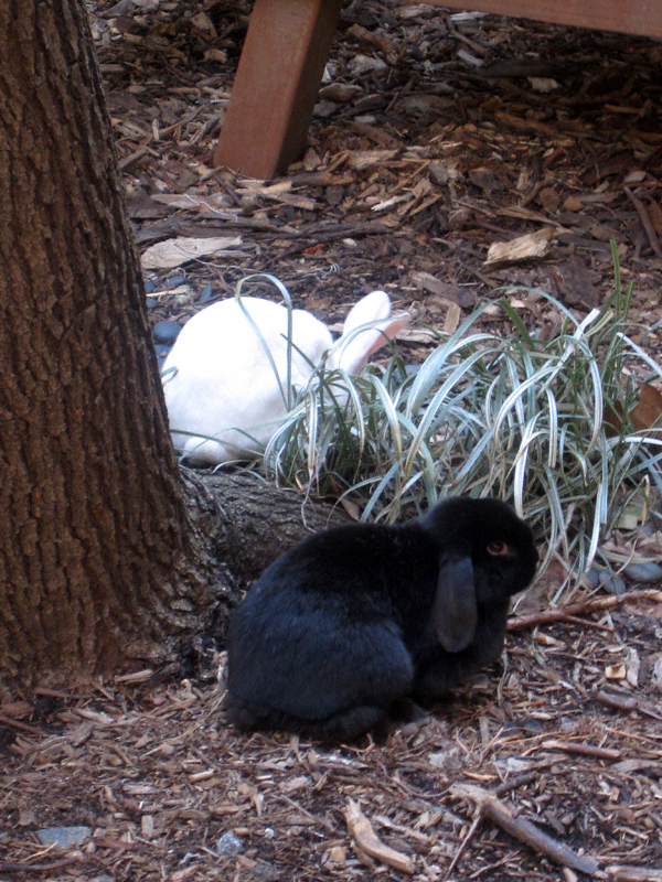 Furban Jungle: Spring Is In The Air! : newyorkshitty.com